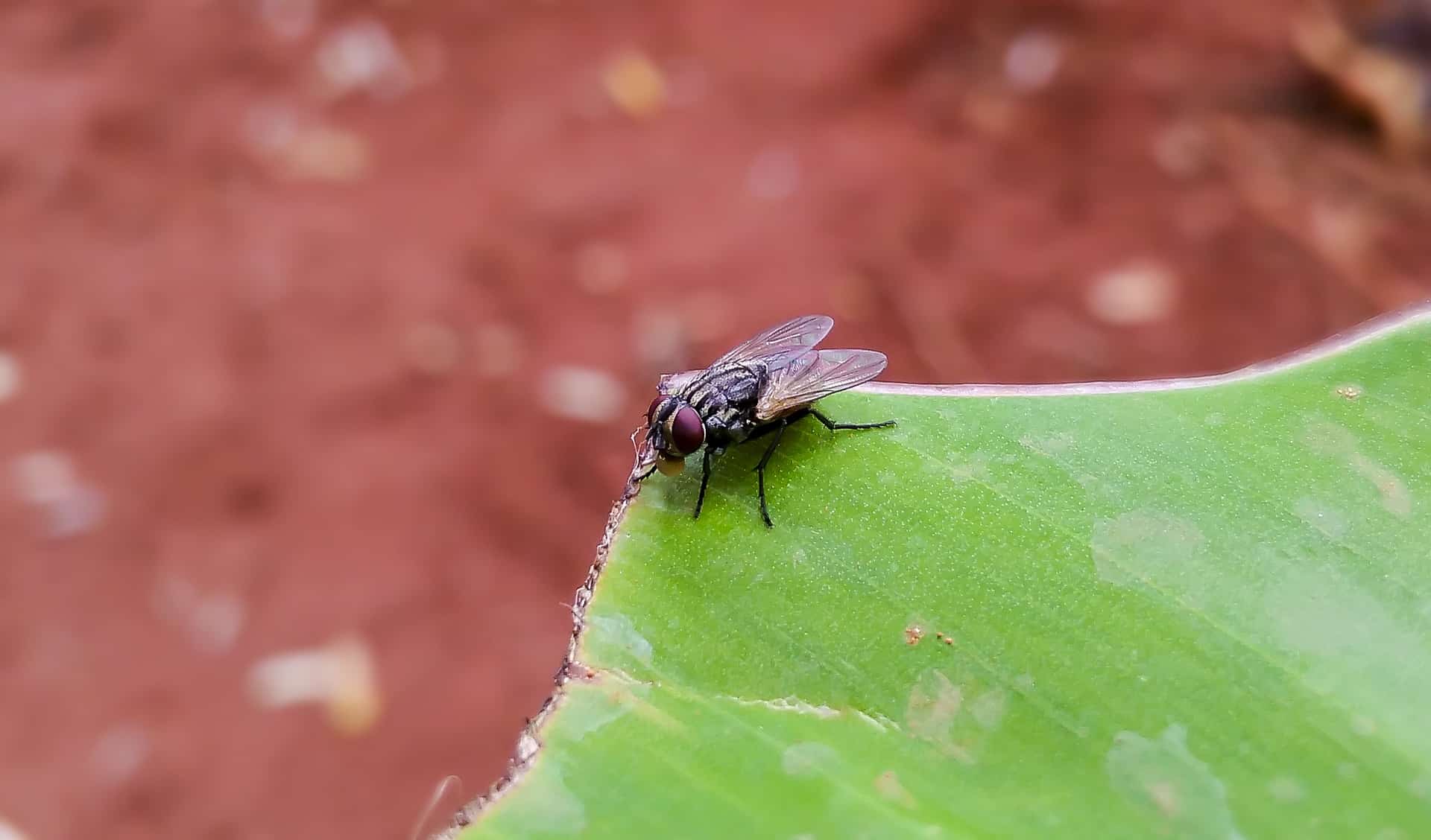 5 Key Pest Locations Around The Home - GLS Home